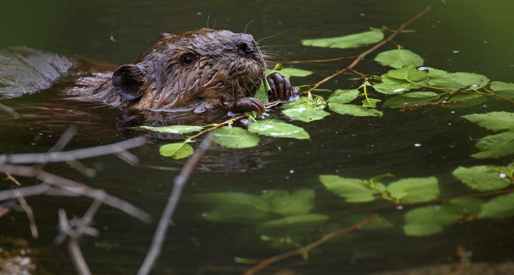 On Beaver Relocation – Western Beavers Cooperative