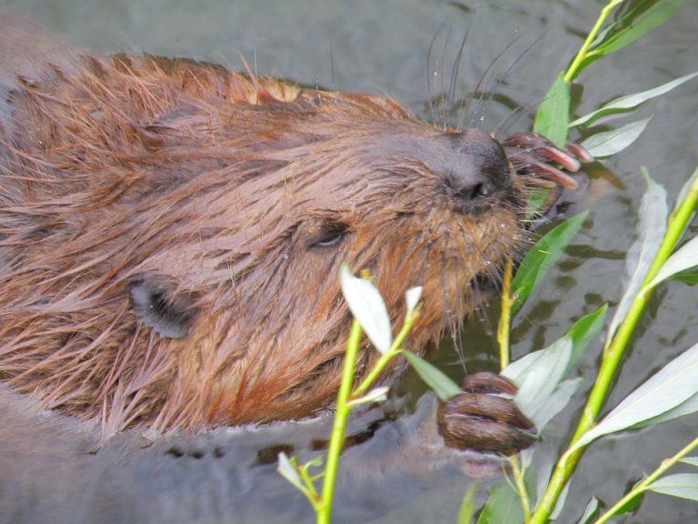 WHAT BEAVERS EAT – Western Beavers Cooperative