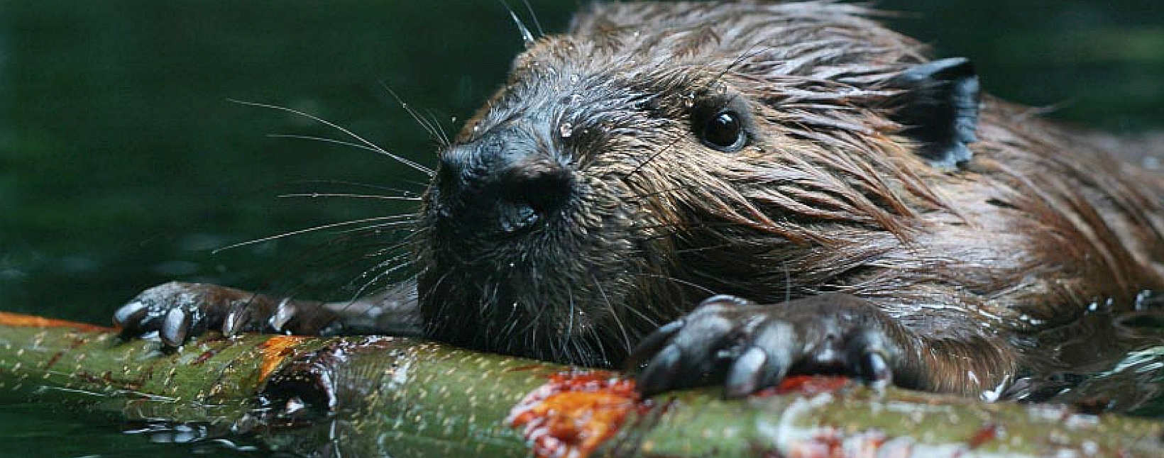 Field Reports – Western Beavers Cooperative