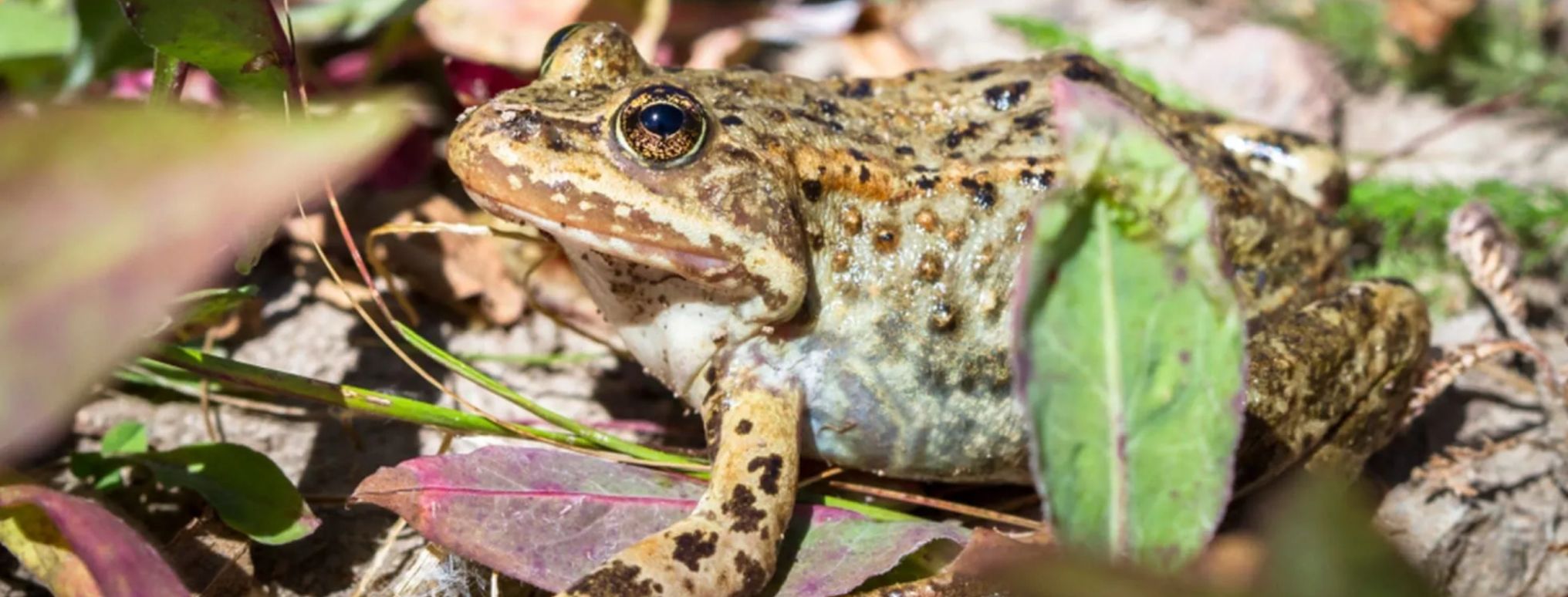 Wildlife and Beavers – Western Beavers Cooperative