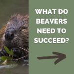 WHAT BEAVERS EAT – Western Beavers Cooperative