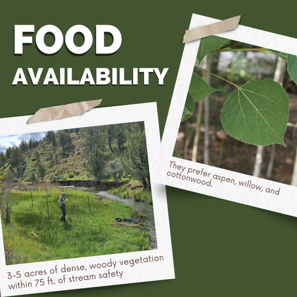 WHAT BEAVERS EAT – Western Beavers Cooperative