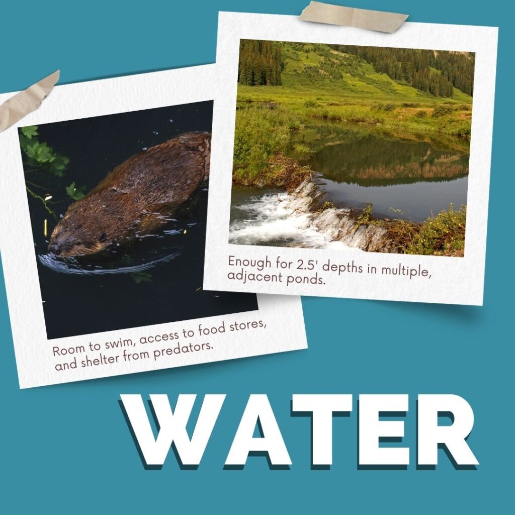 WHAT BEAVERS EAT – Western Beavers Cooperative