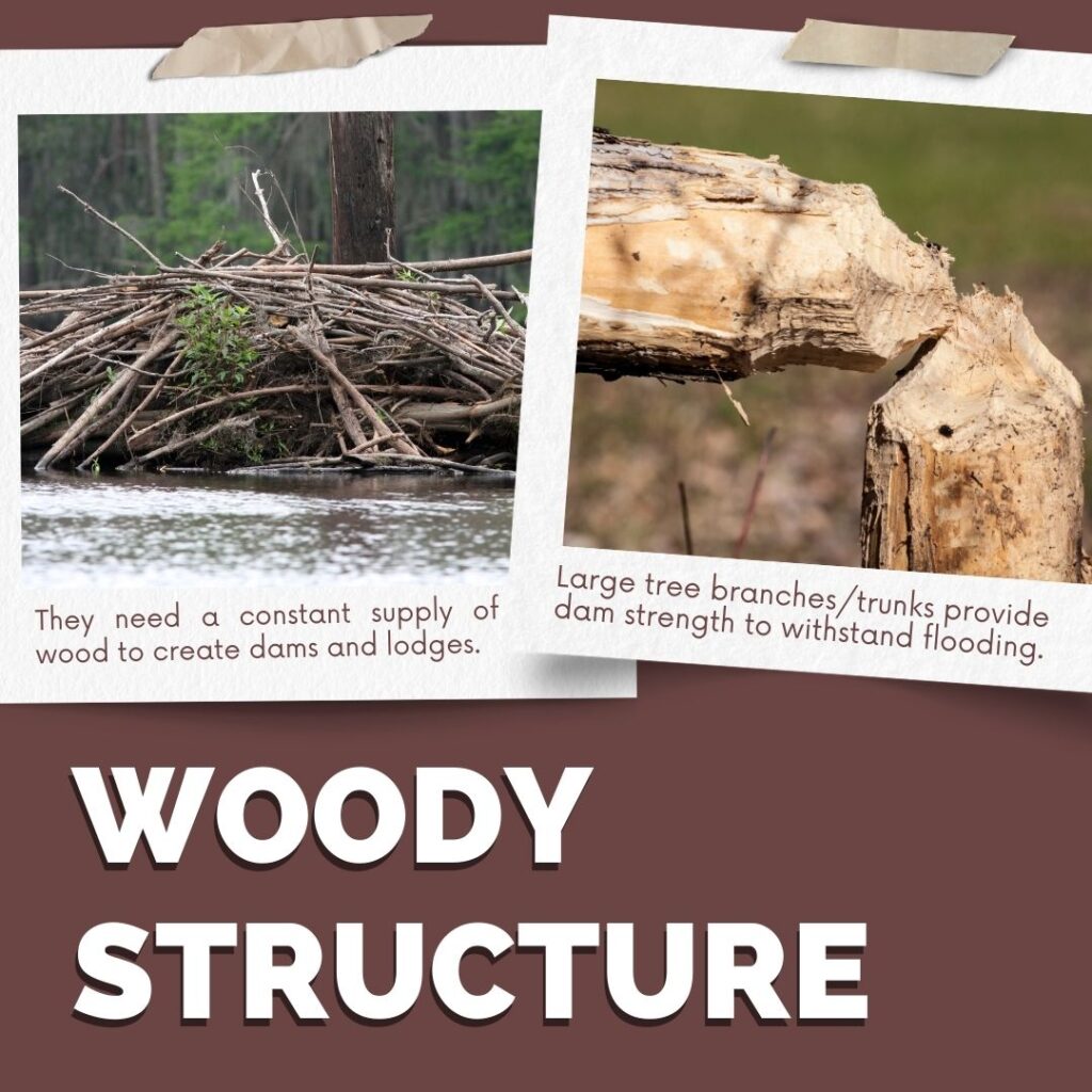 WHAT BEAVERS EAT – Western Beavers Cooperative