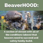Western Beavers Cooperative – A grassroots cooperative effort advancing ...