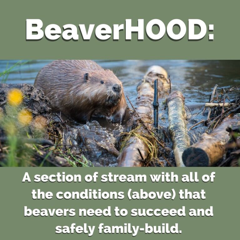 WHAT BEAVERS EAT – Western Beavers Cooperative