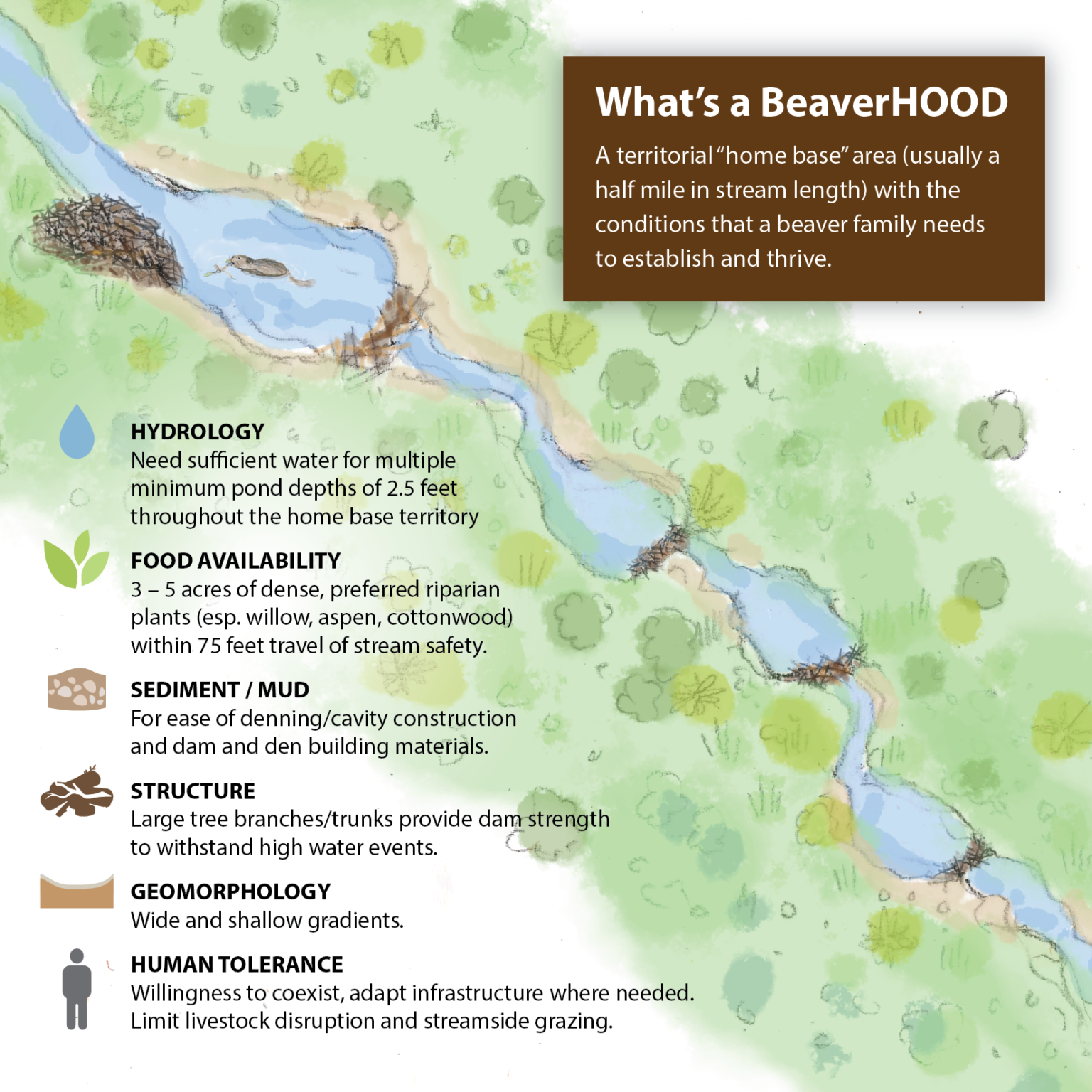WHAT BEAVERS EAT – Western Beavers Cooperative