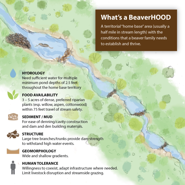 WHAT BEAVERS EAT – Western Beavers Cooperative