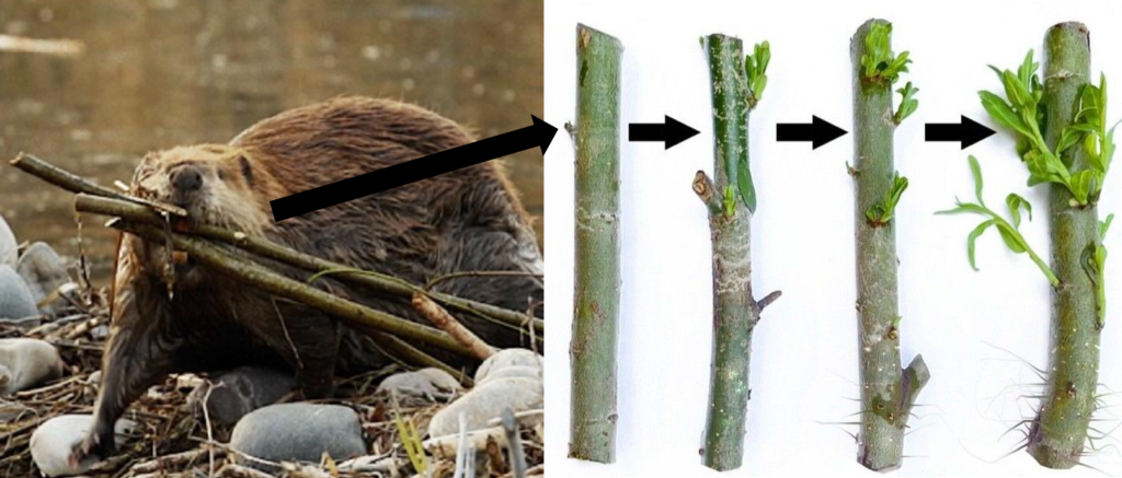 Operation Beaver Food – Western Beavers Cooperative