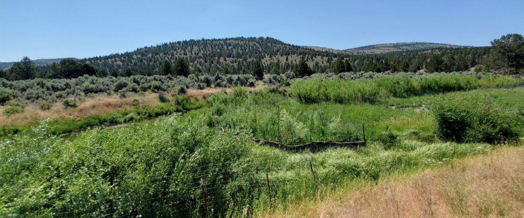 Riparian Vegetation for Beaver Habitat Establishment – Western Beavers ...