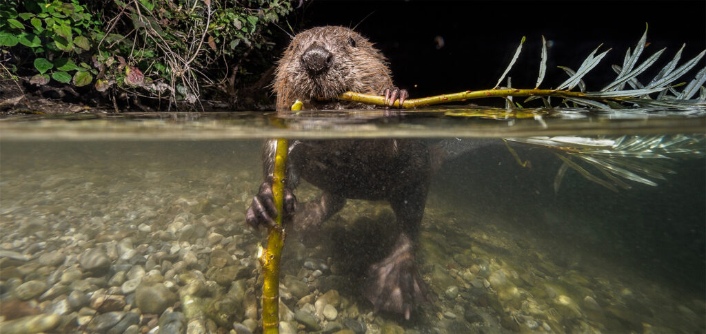 WHAT BEAVERS EAT – Western Beavers Cooperative